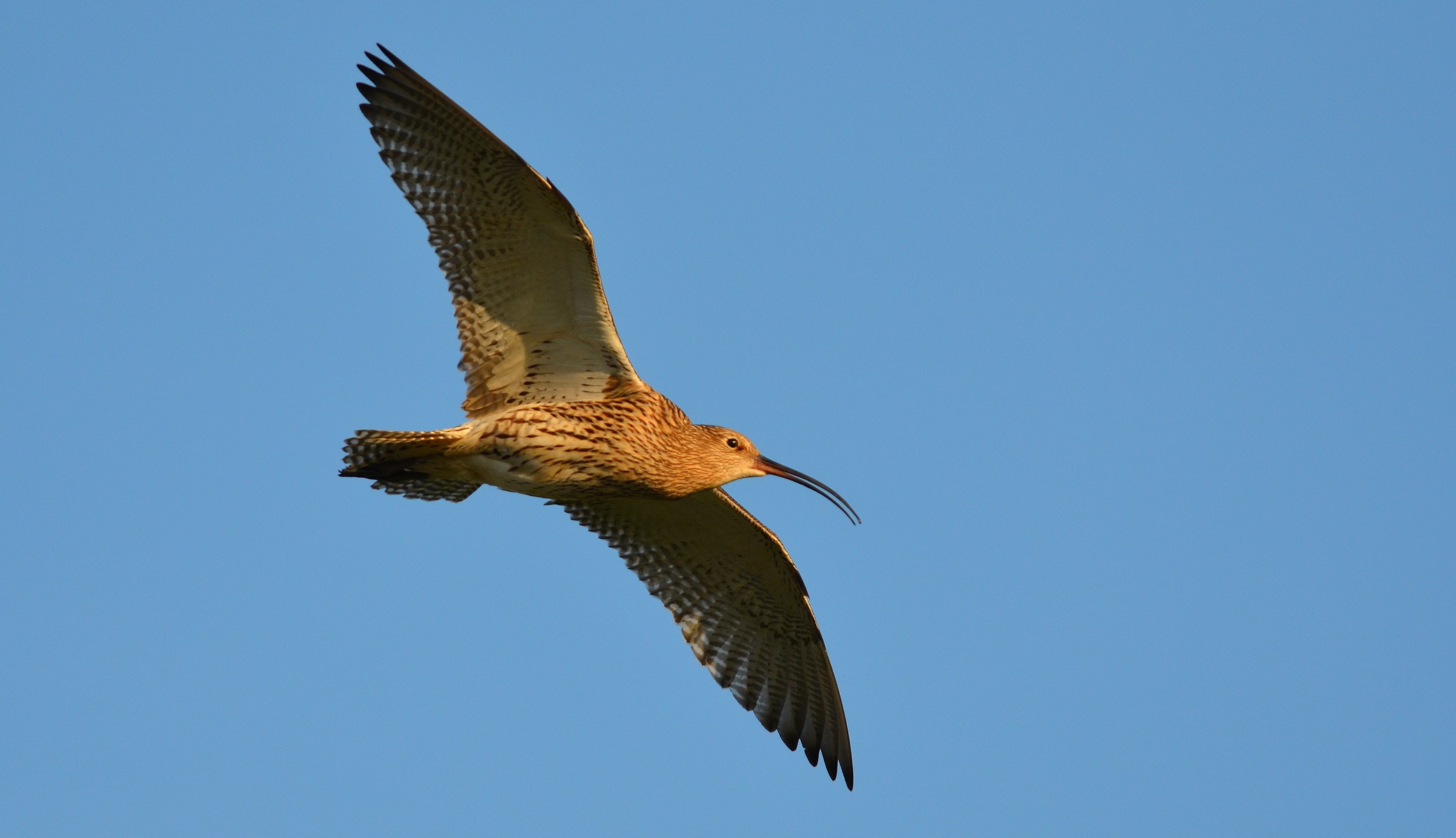Curlew community to put the Peak District's waders back on the map