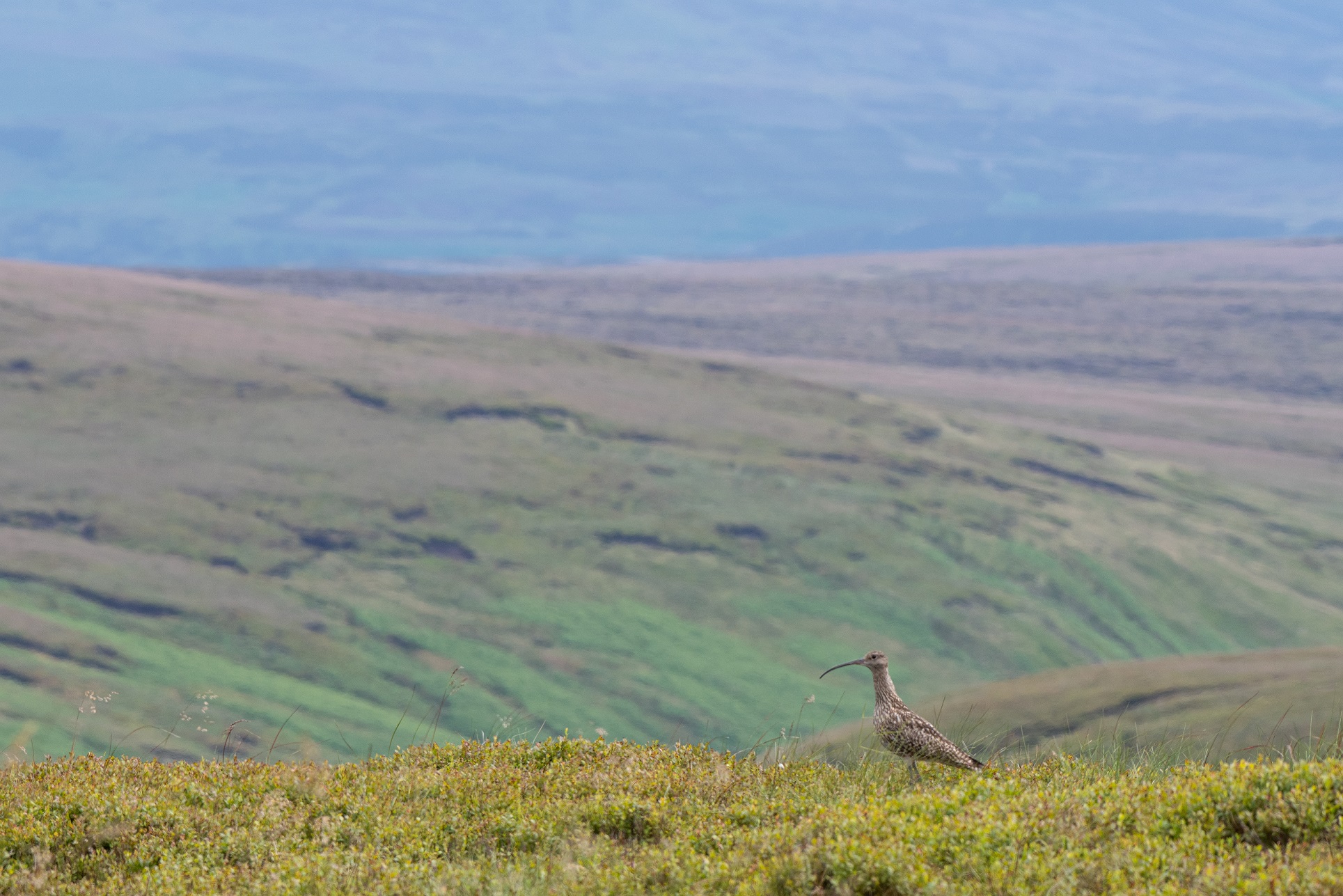 Curlew community to put the Peak District's waders back on the map